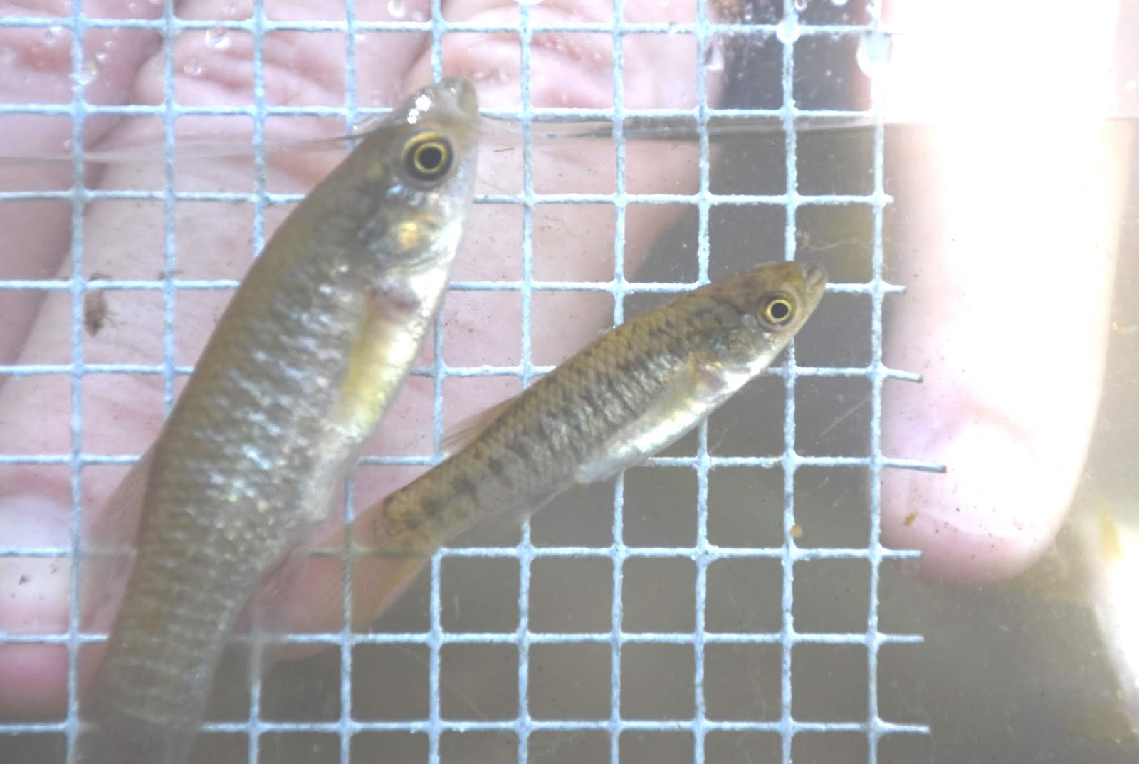 Notes from Halibut Point: September 2018