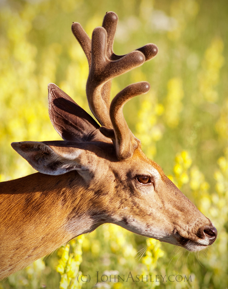 Wild and Free Montana: Young Bucks