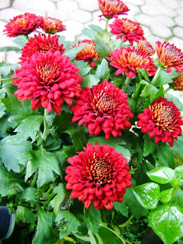 Semua Tentang Bunga: Krisan