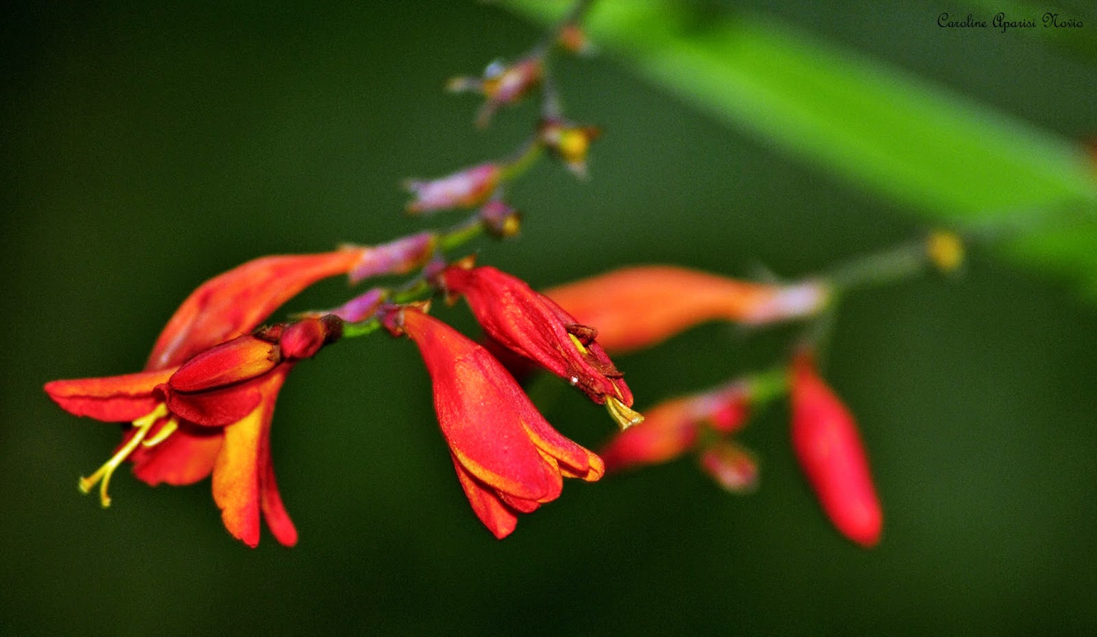 De flor en flor...
