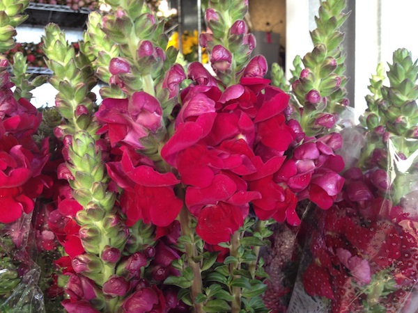 Bindweed Farm: Fresh Cuts: June 17