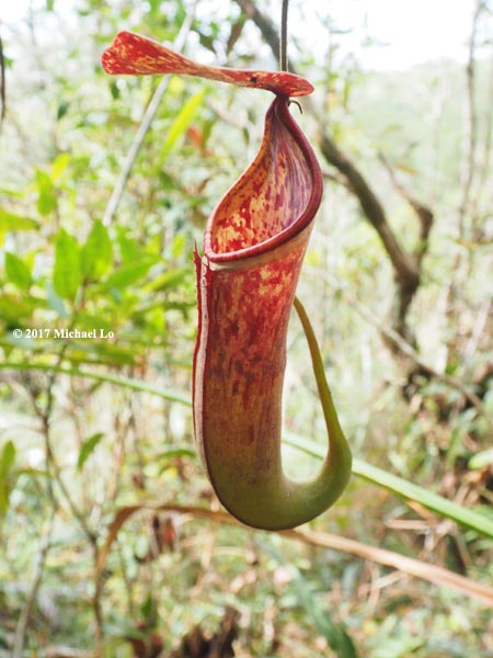 The rainforests of Borneo & Southeast Asia: Sandstone mountain of ...