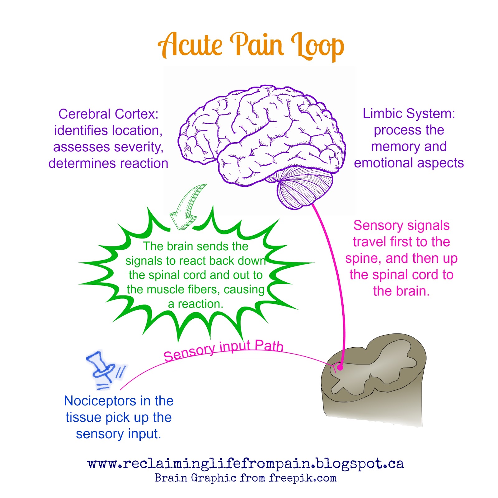 Reclaiming Life: What is Pain? Part Two: The Pain Alarm
