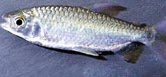 Alma d'Água: Peixes / Characiformes / Alestidae