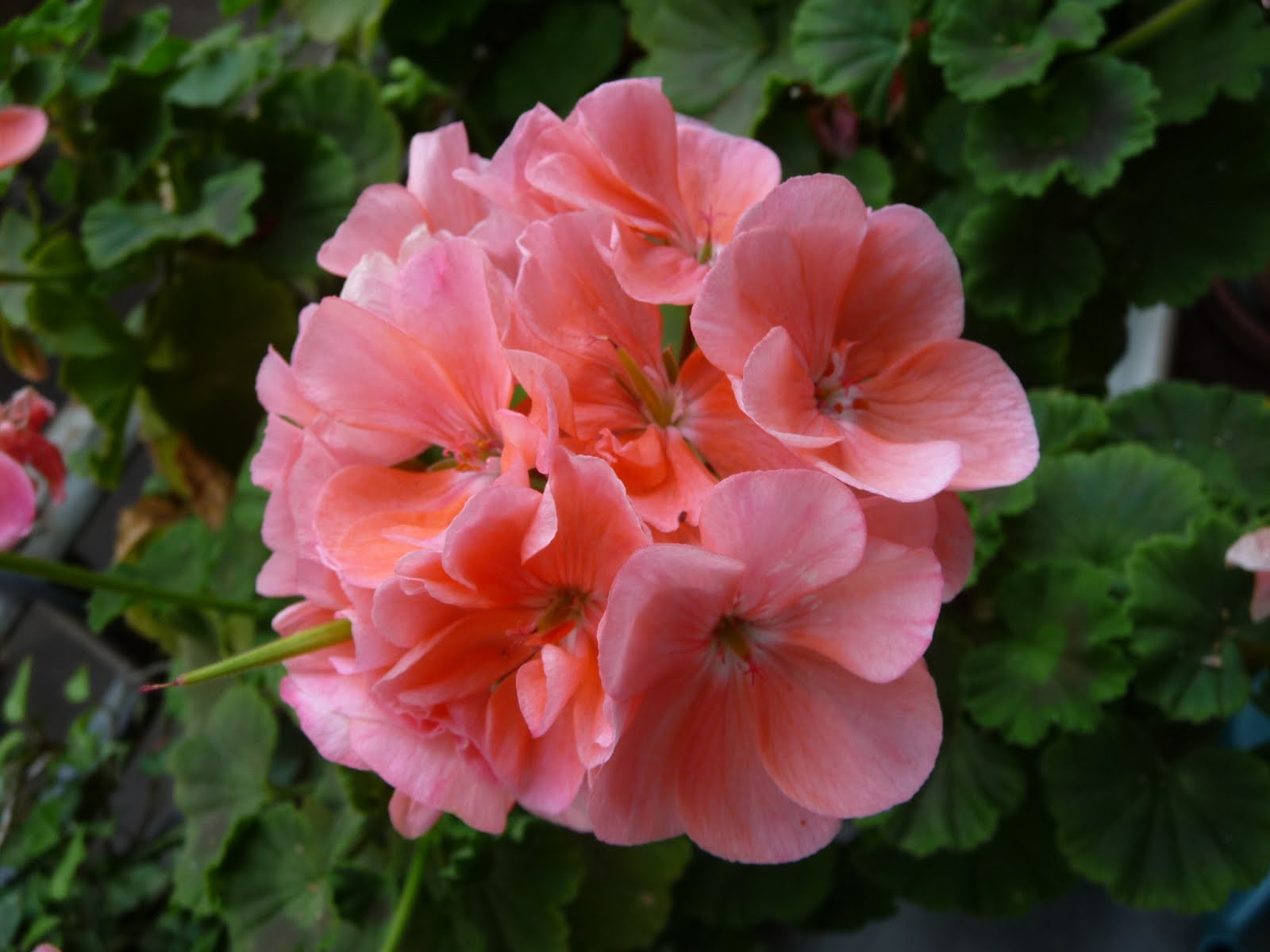 Potomac: Des fleurs (3): le géranium