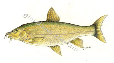 Una finestra sulla natura: Comunicazione mercatino "Agribioarte"