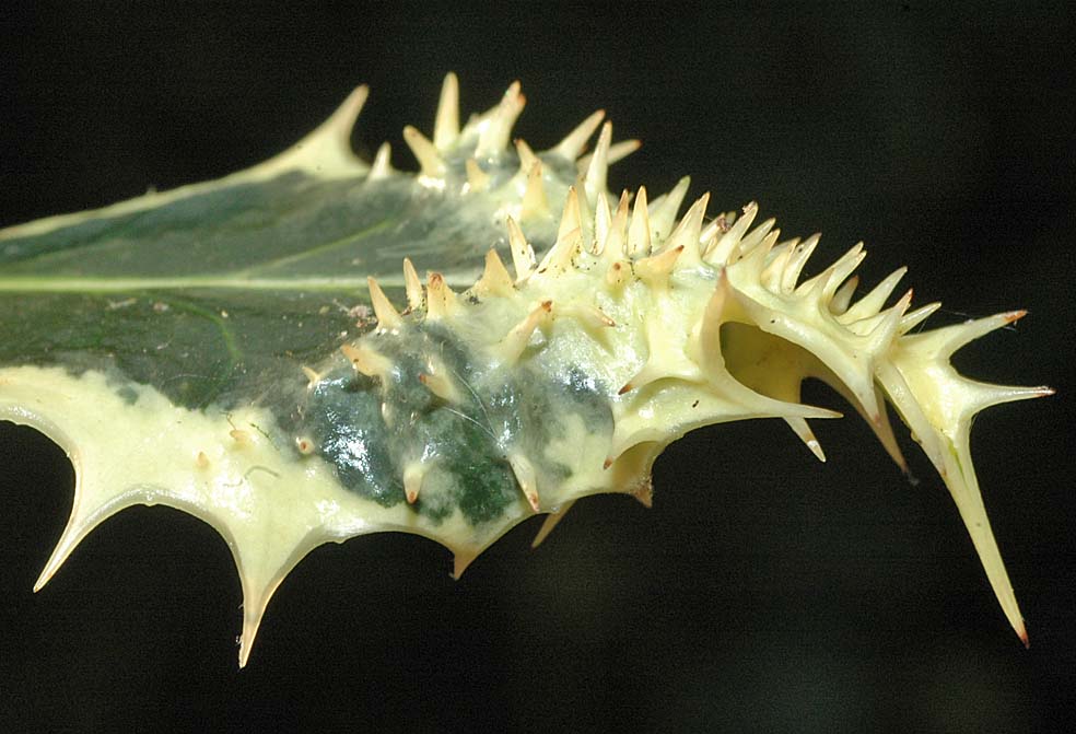 Beyond the Human Eye: Plant Cuticles