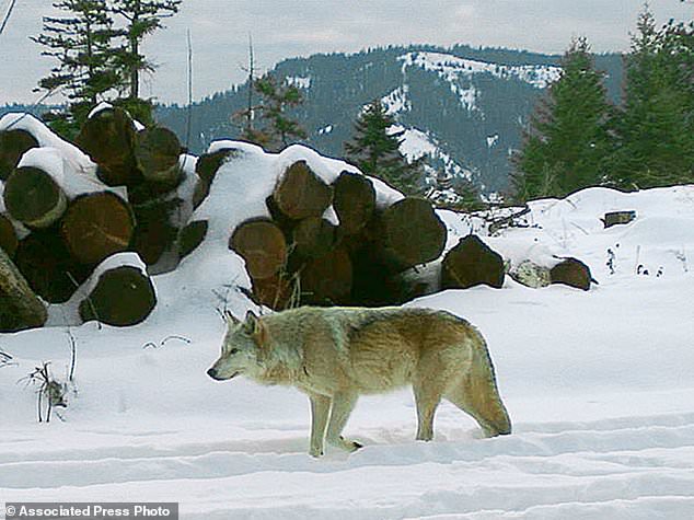 White Wolf : Wolves continue comeback in Oregon after eradication