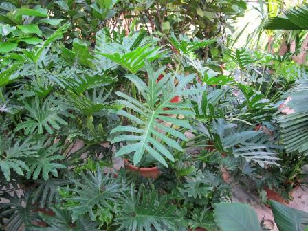 Philodendron selloum | Pustaka Flora | Database Tanaman Landscape