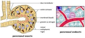 Blogul lui Vladut: Pancreasul - Functii si remedii