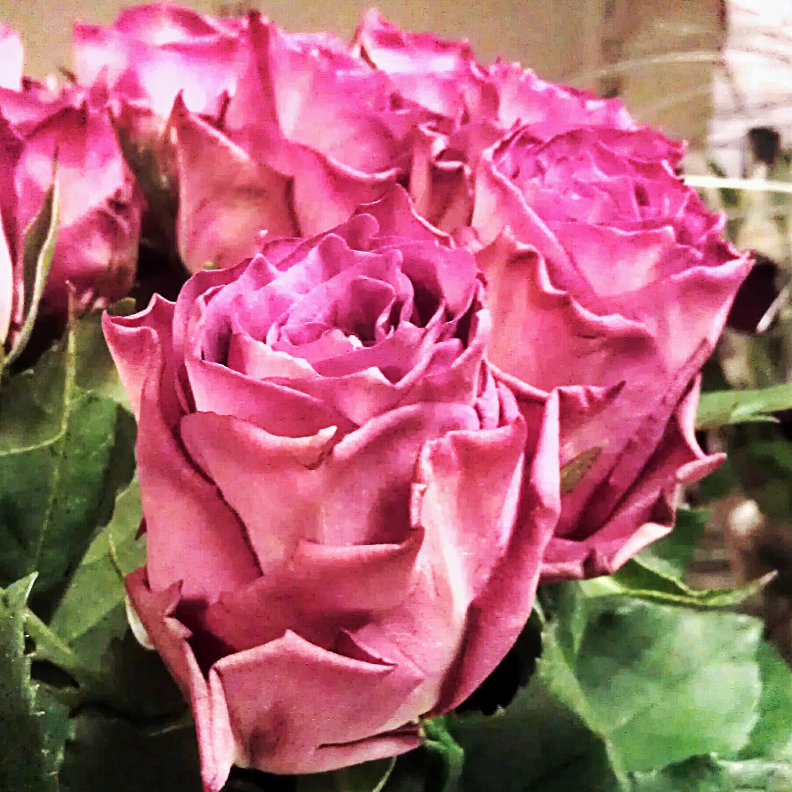 Fantastic Nordica Blog: Rose 'Match Point'