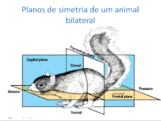 blog da disciplina de Parasitologia.: SIMETRIA