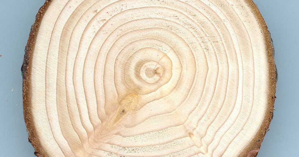 TYWKIWDBI ("Tai-Wiki-Widbee"): How to make "tree cookies"