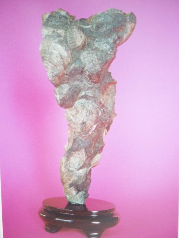 加 拿 大 觀 賞 石 協 會......... ......... Canadian Viewing stone Society: 貽 貝 ...