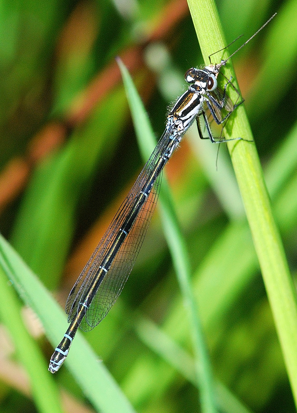 Isle of Wight Dragons: Azure Damselfly now on the wing