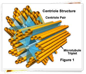 Animal Cells and Plant Cells