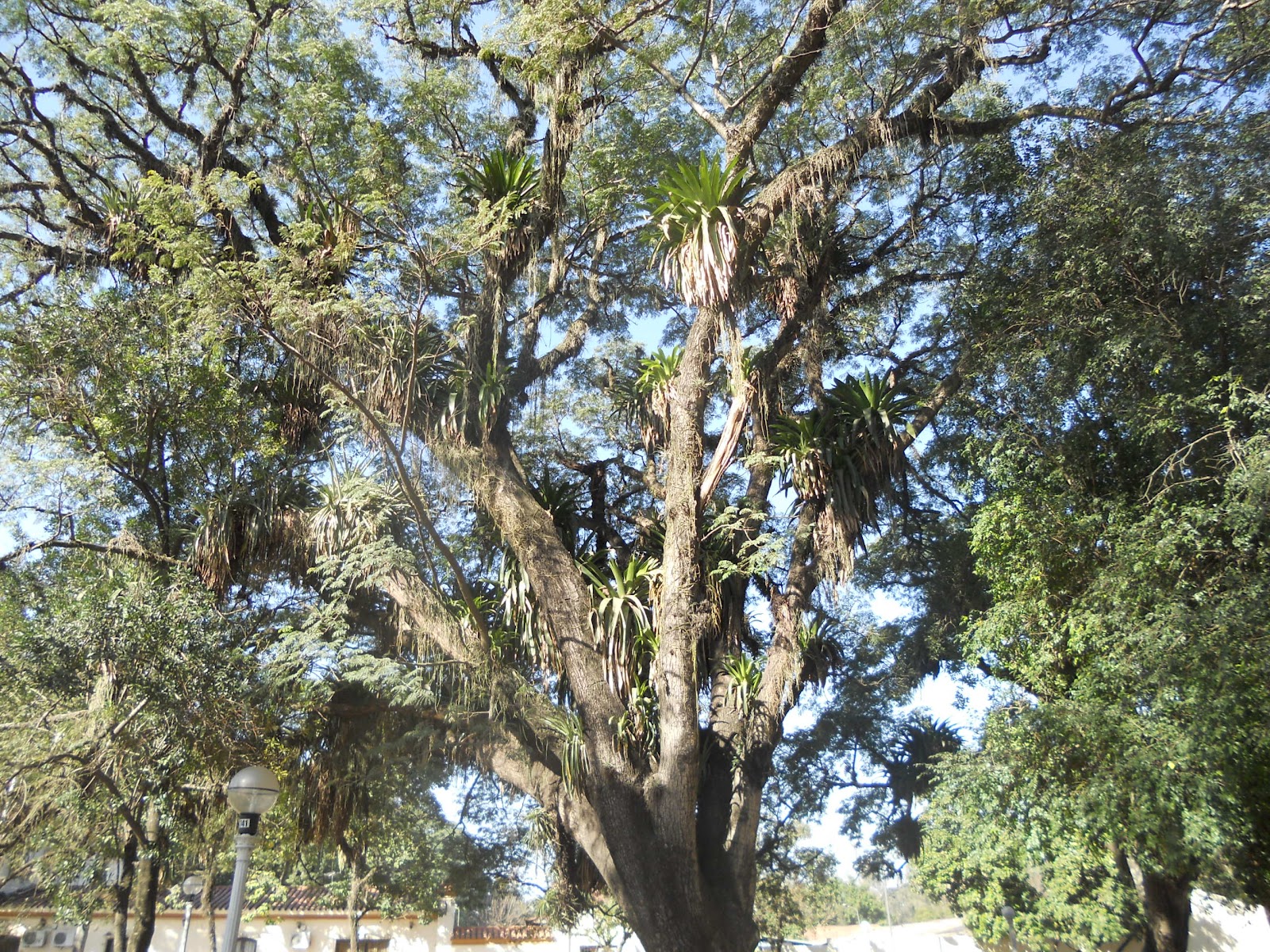 Orquidiófilos del Tucumán: COMENTARIOS Y FOTOS DE LA VISITA AL PARQUE 9 ...