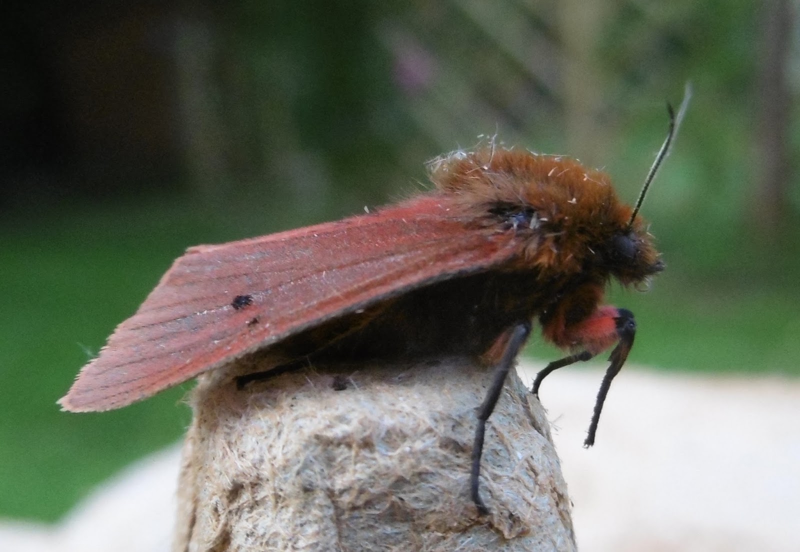 Martin's Moths: Warming-up a dull day