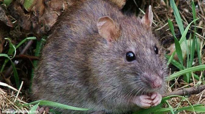 EKOGEO: RODENSIA : KELOMPOK HEWAN PENGERAT