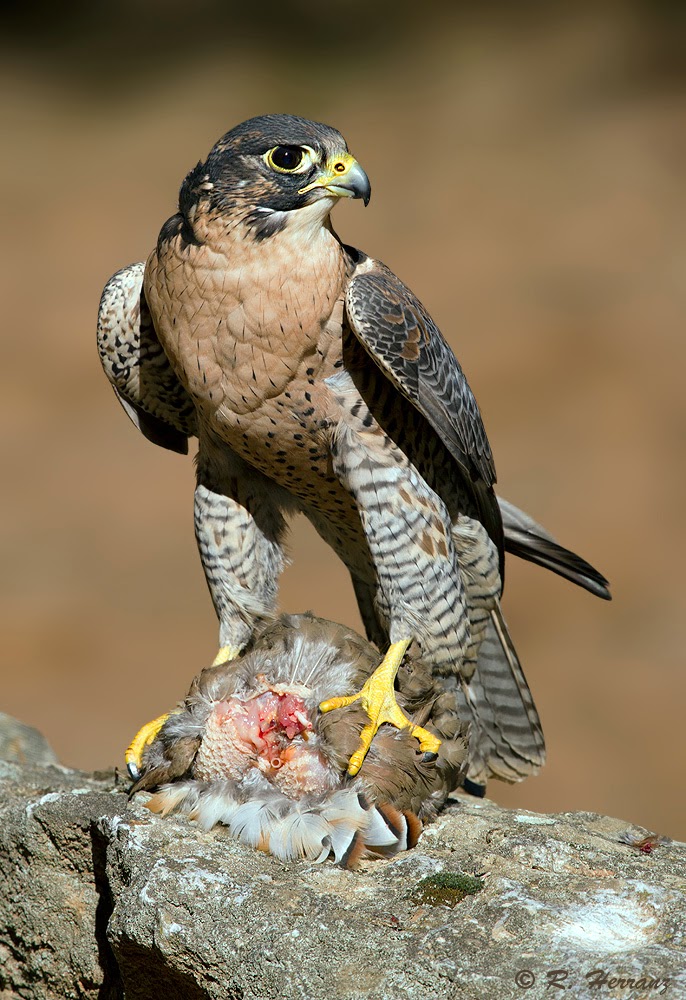 fotosricardo-h: HALCÓN PEREGRINO - Peregrine falcon
