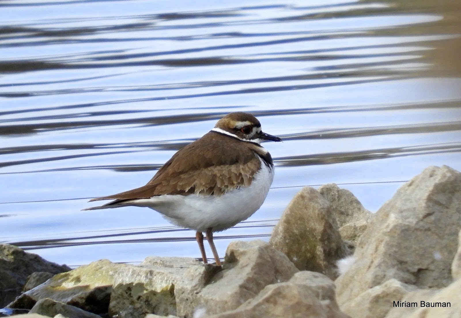 Waterloo Region Nature Annual Field Trip to North Shore of Lake Ontario ...