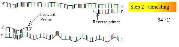 Mixed Blog: STEP IN PCR
