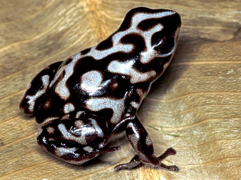 Dendroland: Dendrobates Auratus, sus morphos y variedades de color.