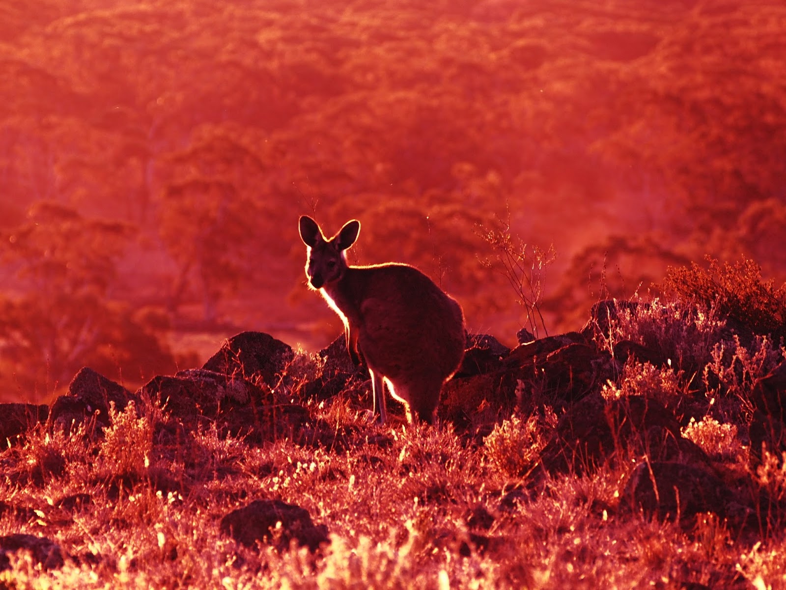 The semigrey nomad.: Kangaroo tails