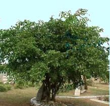 Favela: Cnidoscolus phyllacanthus - Favela