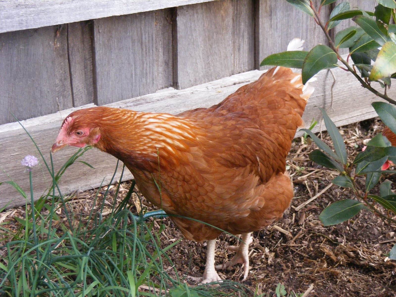 Backyard Self-Sufficiency: 13. All Things Chooky (or How to Build a ...