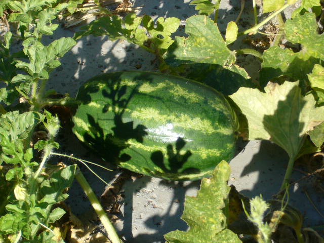 Sacramento Vegetable Gardening: The Crenshaw Surprise