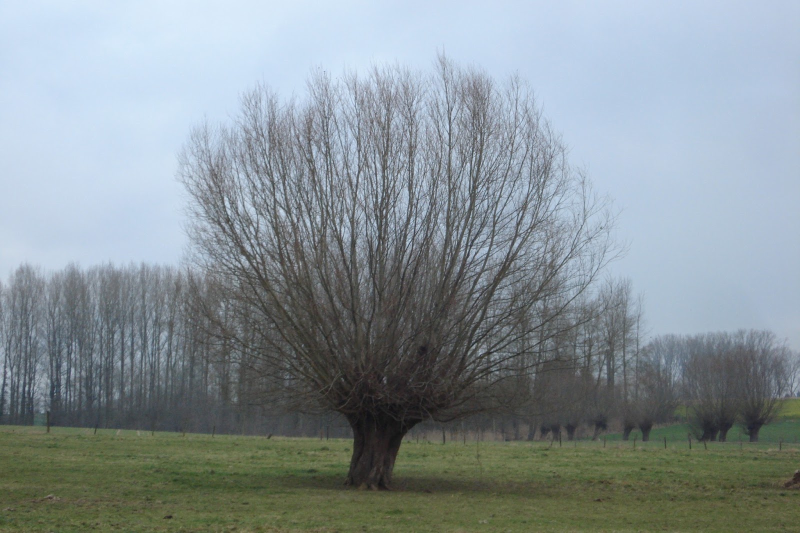 Knotwilg versus olijfboom