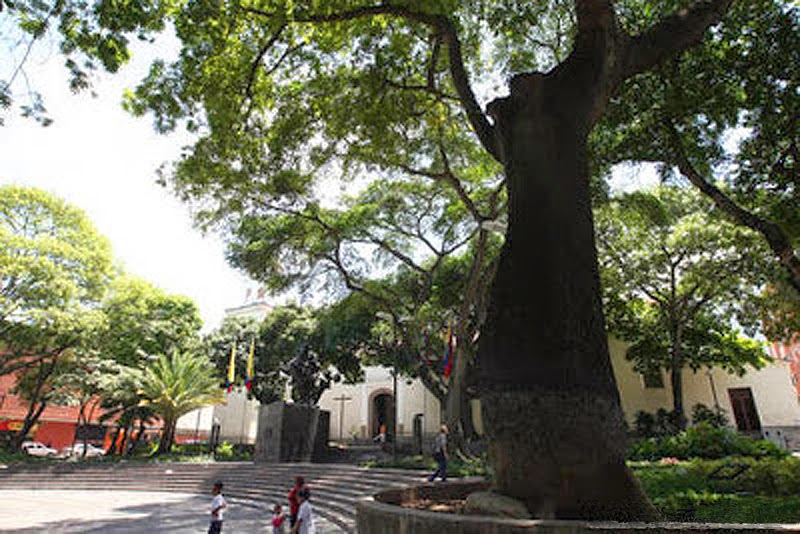 Ceiba de la Plaza Bolivar de Chacao, Caracas, (f. eluniversal.com/).