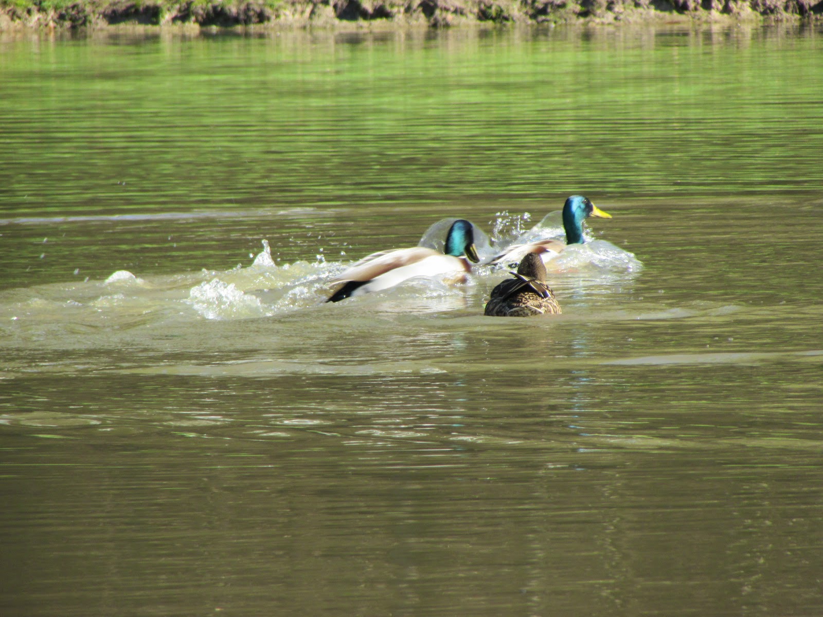 Love For His People: Ducks Enjoying First Day of Spring - Charlotte, NC