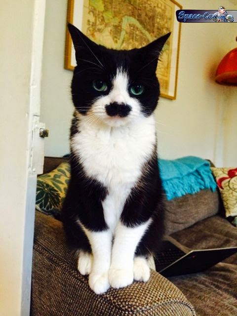 10 Gambar kucing yang mempunyai misai seperti manusia - Kongxie ...