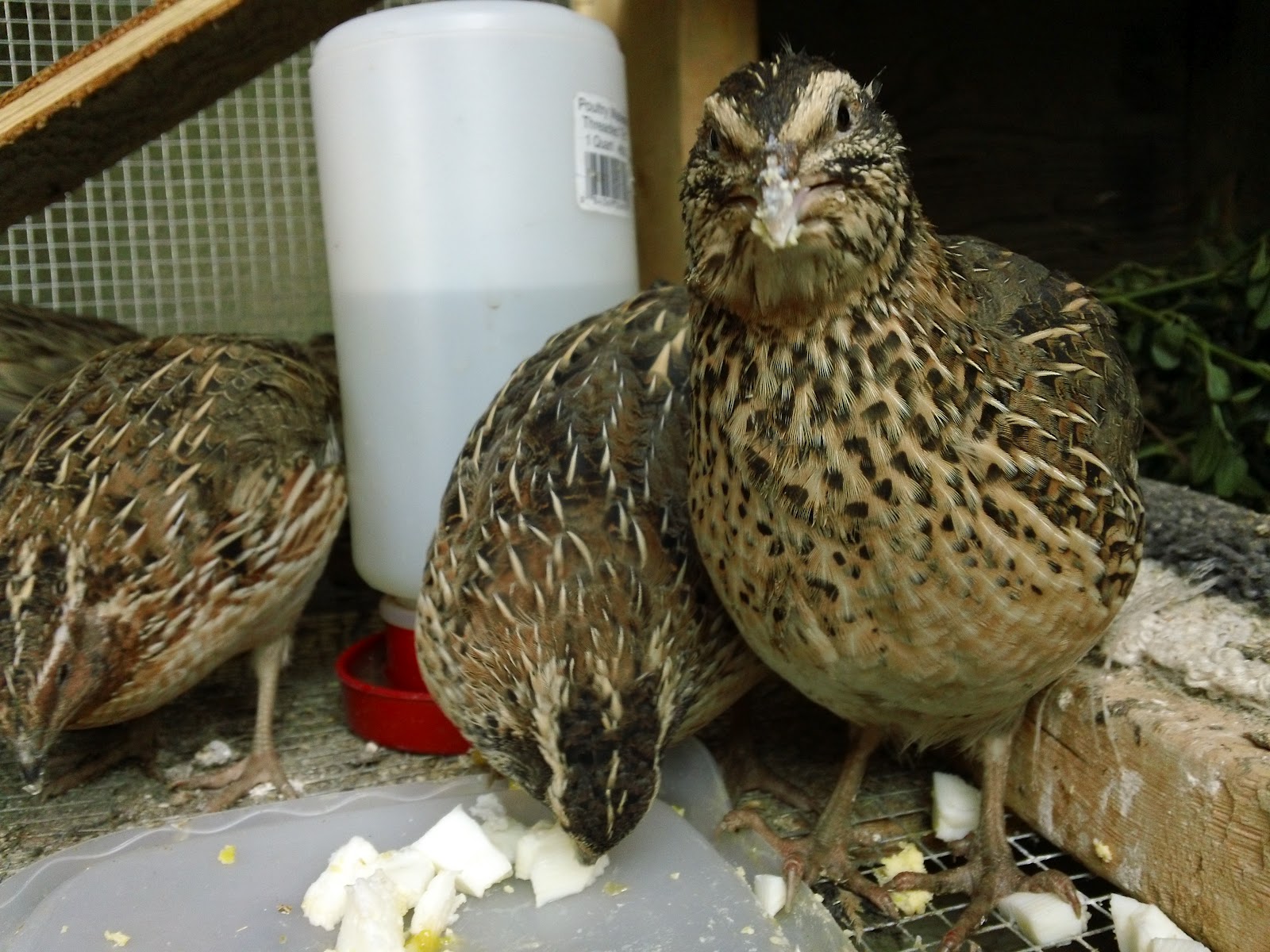 i love my quail: funny quail pics