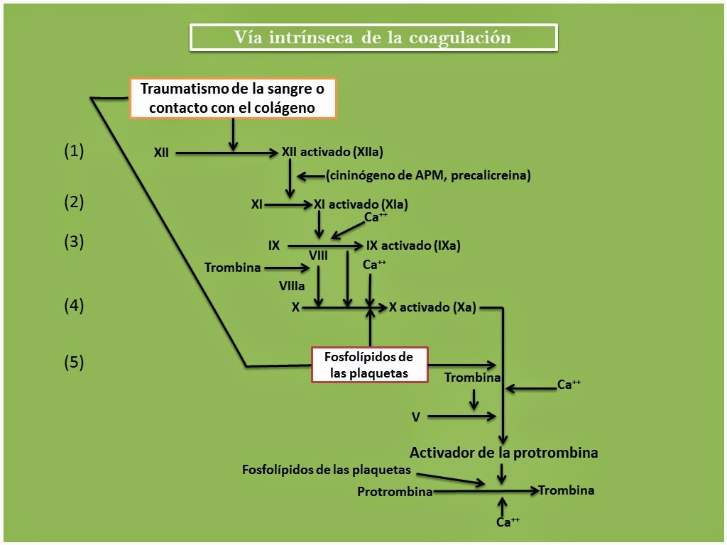 El Blog de Fisiología Médica de Pablo Leal Espinoza: HEMOSTASIA Y ...