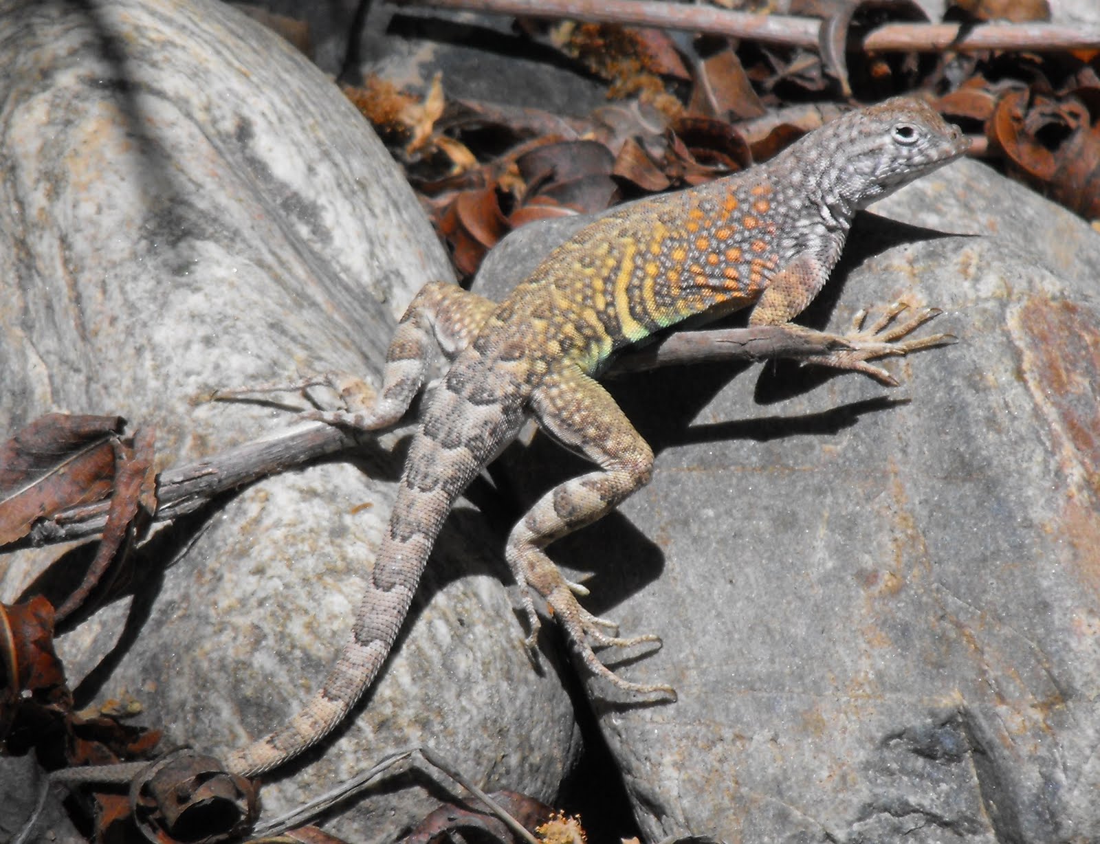 Wanderings through Arizona: Colorful reptiles