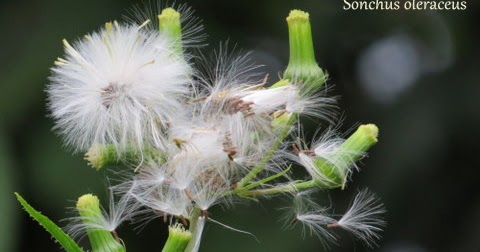 Simply Living: Seeds in flight