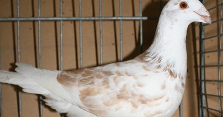 Dutch Beauty Homer pigeons ( Nederlandse Schoonheidspostduif ...