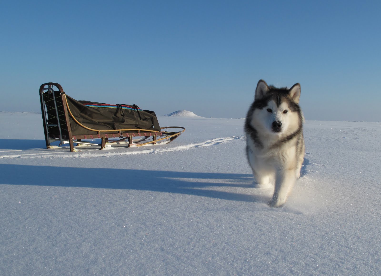 Northernmost Alaskan Malamutes: My birthday sled