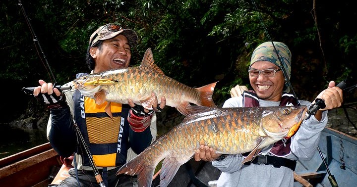 Cara Memancing Ikan Empurau - KITA MANCING YUK