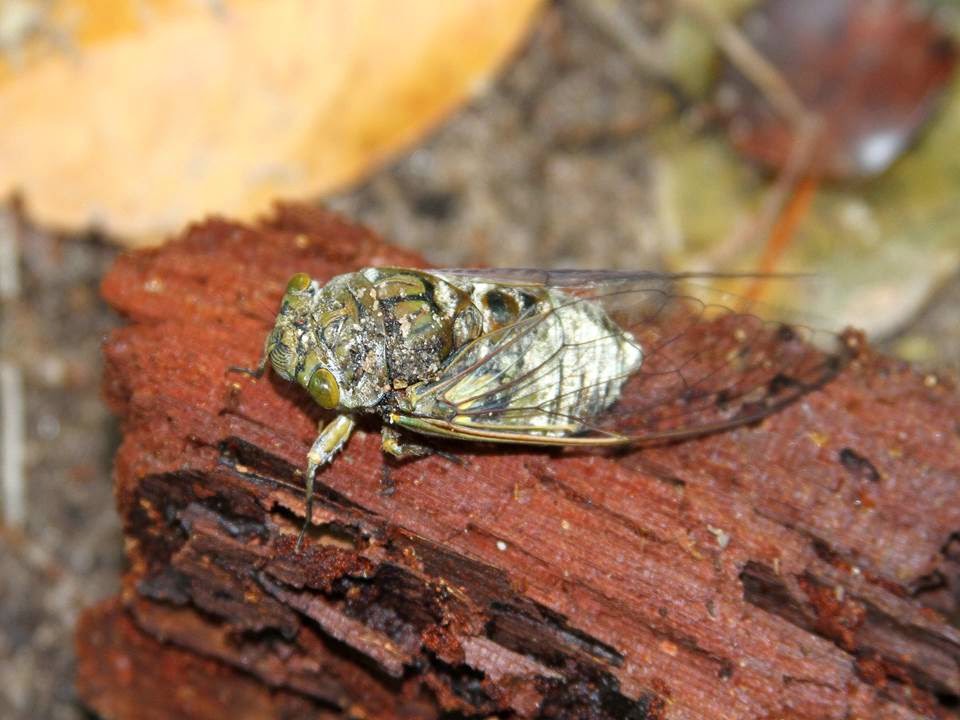 Lenin Cardozo - Entrevistas / Artículos / Videos: En el Zulia el canto ...
