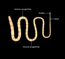 What is the Tapeworm Disease?