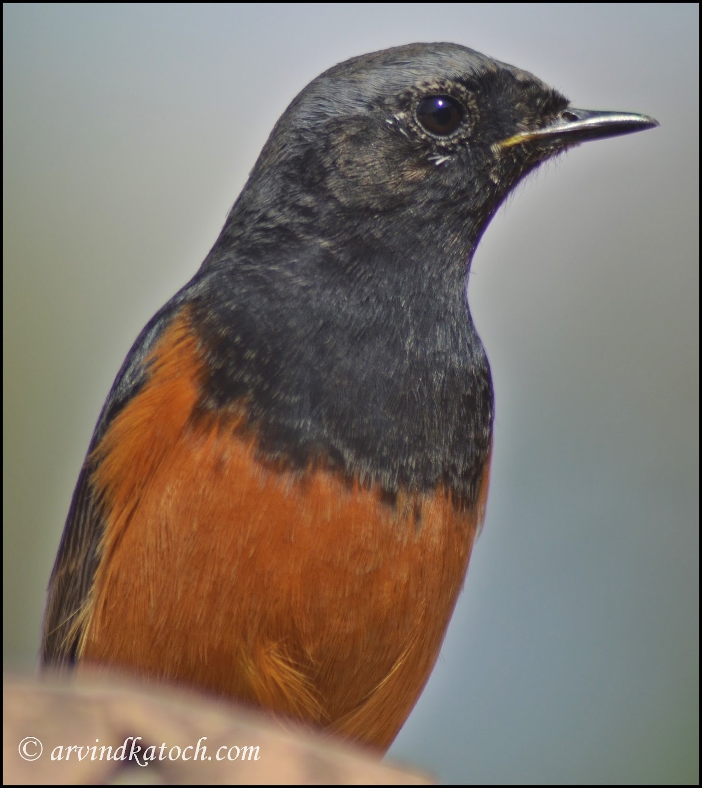 Black Redstart Pictures and Detail (Phoenicurus ochruros) A small ...