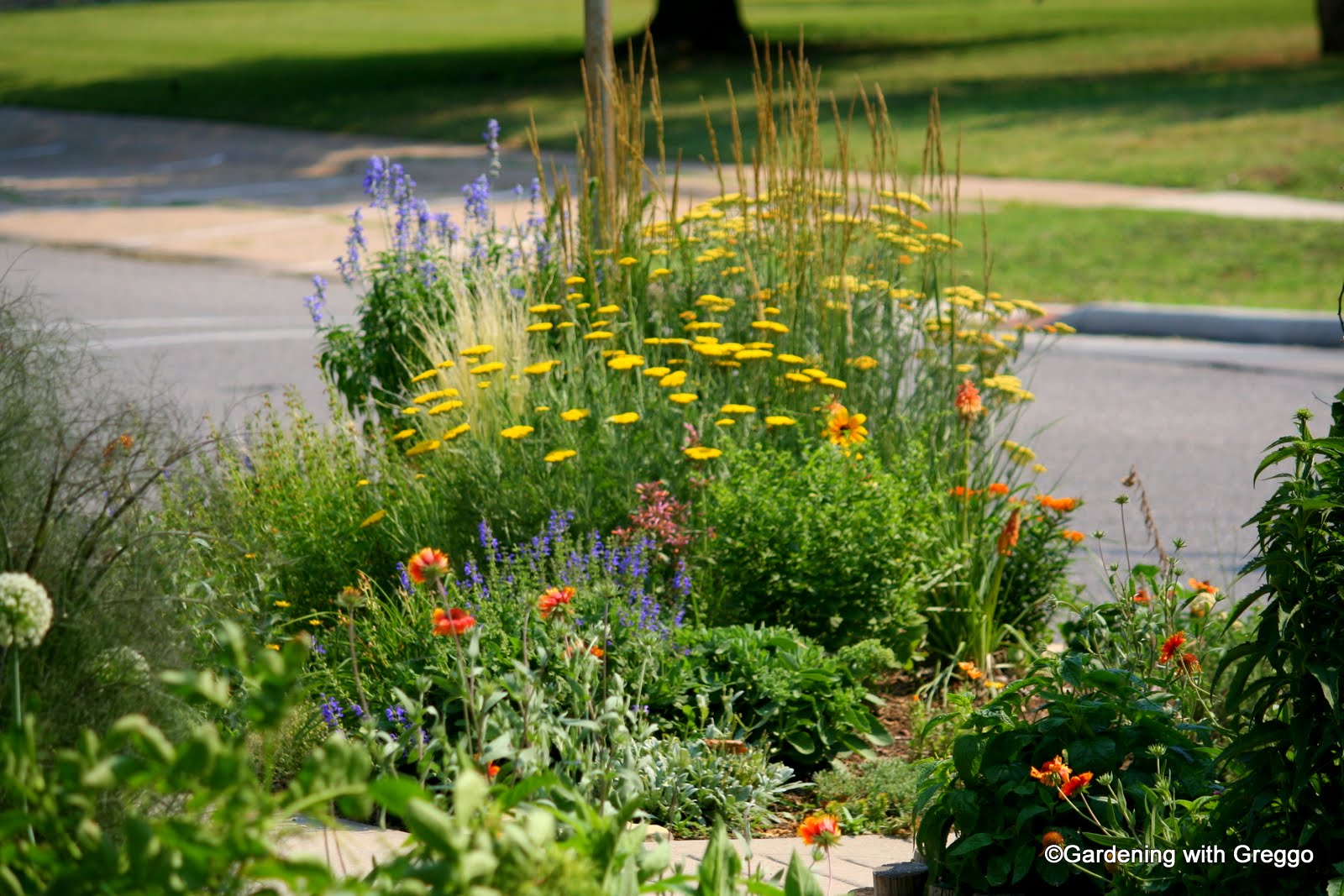 Gardening with Greggo: Mellow Yellow - Garden Bloggers Bloom Day June
