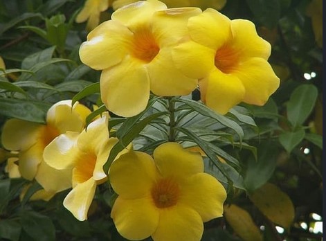 The Benefits of Growing Alamanda Plant in Your Garden: A Natural Solution