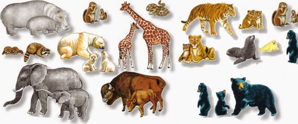 Tipos de animales ~ Animales