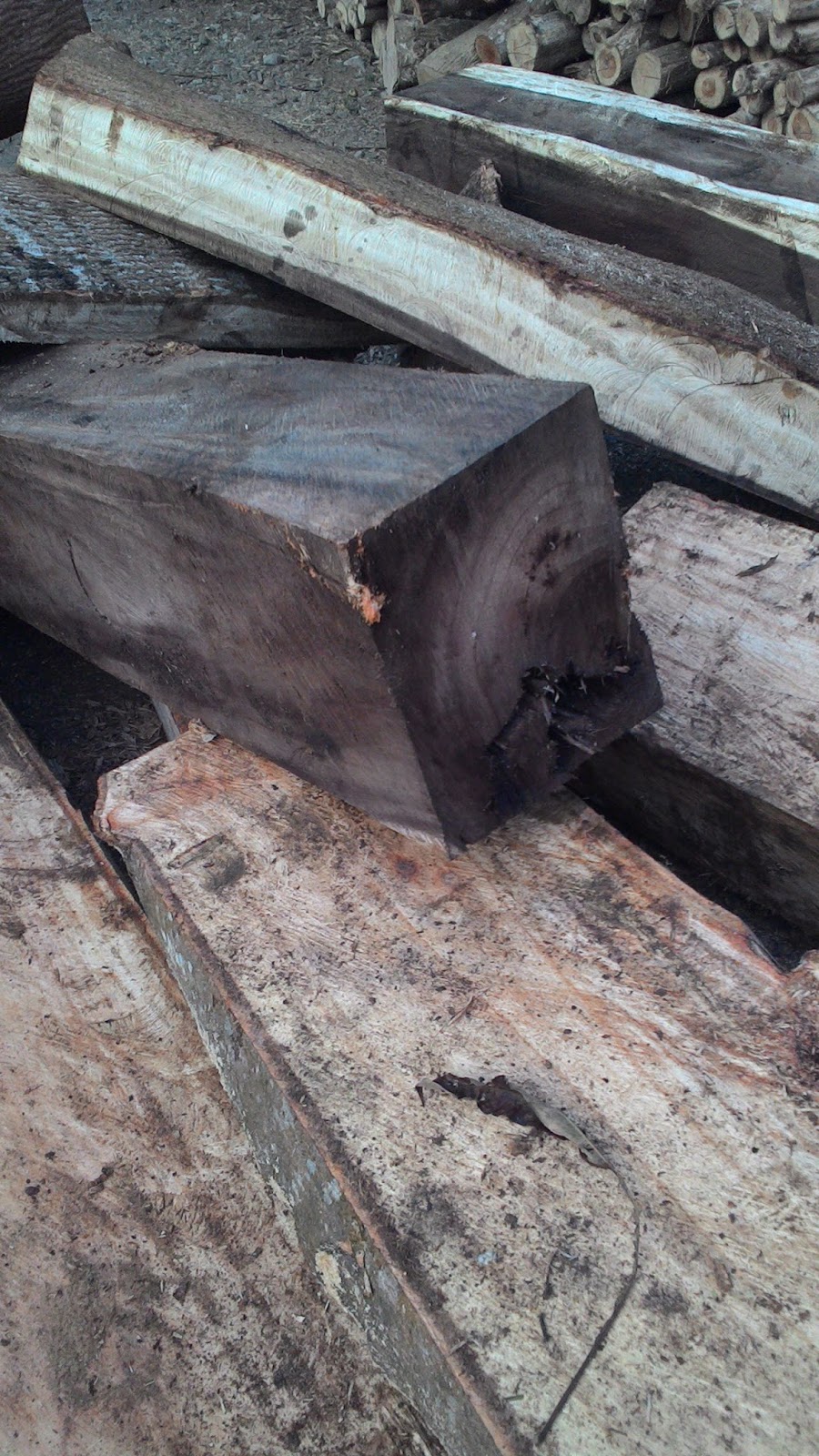 HJD Kayu Gmelina Arborea - DUTA RIMBA INDONESIA