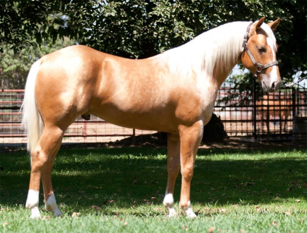 Conozcamos de caballos: Colores y marcas